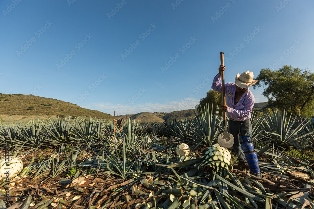 Farmer cutting agave on farm Stock Photo | Adobe Stock