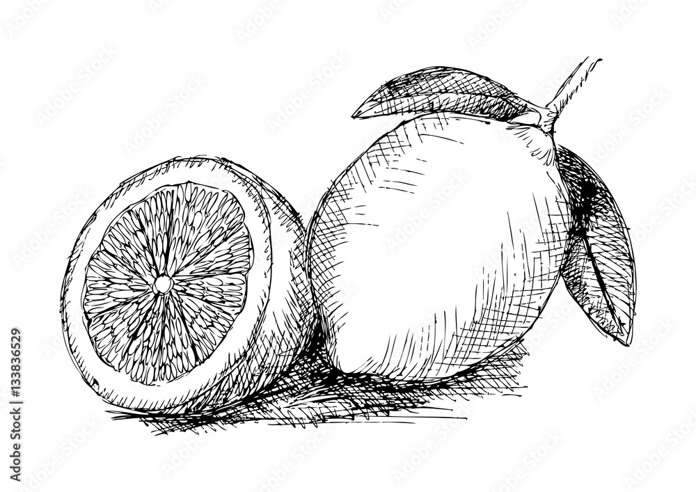 Lemon Sketch