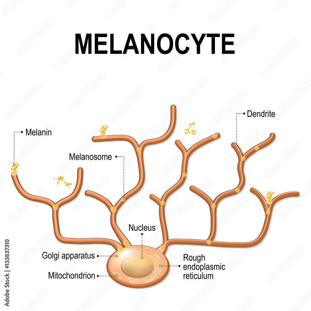 Melanocyte, melanin and melanogenesis. Stock Vector | Adobe Stock