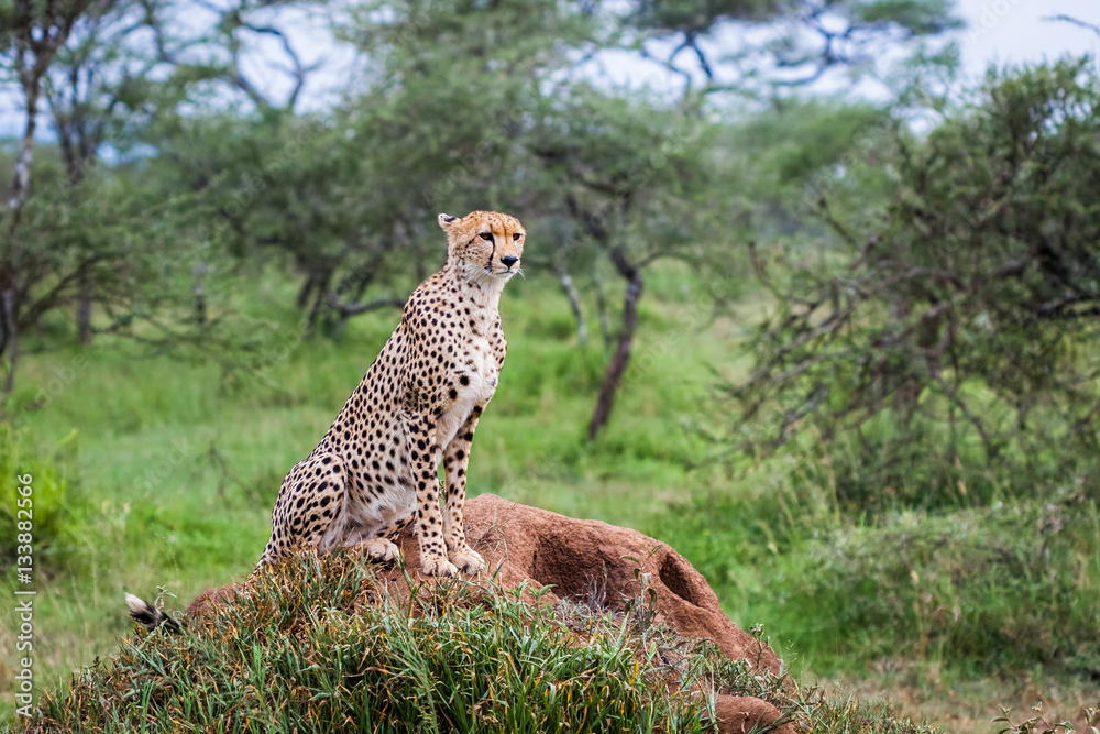 Cheetah Habitat