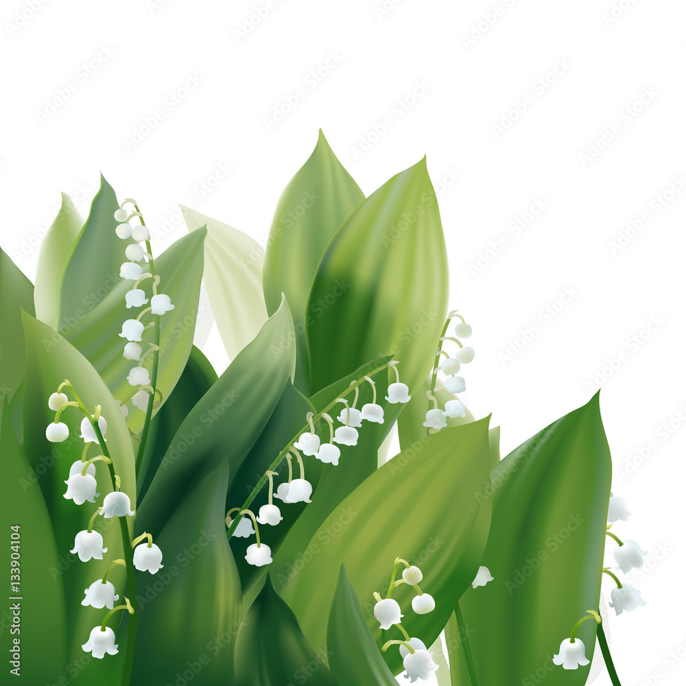 Convallaria majalis - Lilly of the valley. Hand drawn vector ...