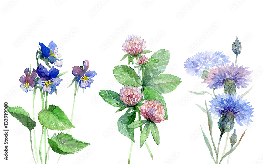 Wildflowers watercolor set with violet, clover, cornflower. Mountain ...