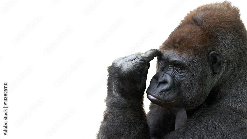 Thinking Gorilla
