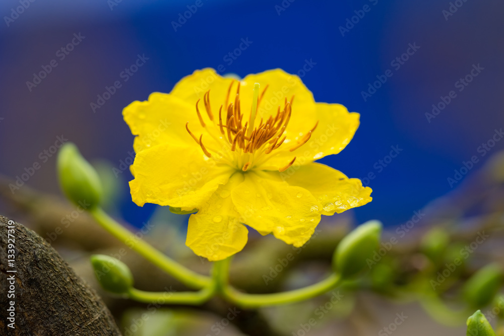 Ochna integerrima, the symbol of Vietnamese lunar new year in south ...