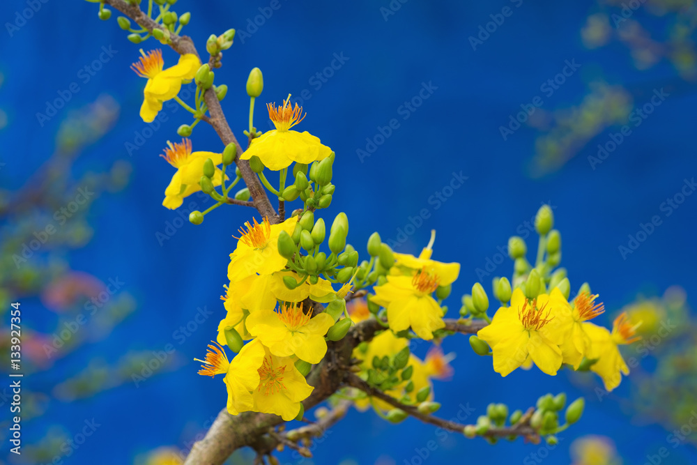 Ochna integerrima, the symbol of Vietnamese lunar new year in south ...