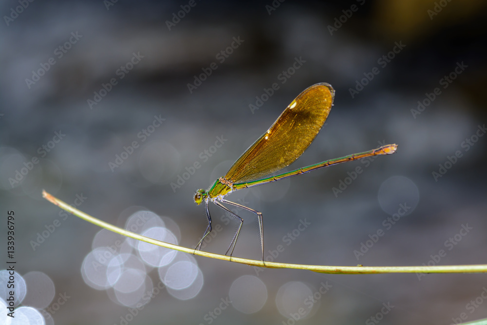 Neurobasis chinensis, beautiful dragonfly on leaves with waterfall ...