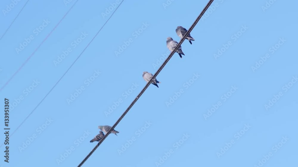 Pigeon Birds Sitting on a Wire Coming and Going Stock Video | Adobe Stock