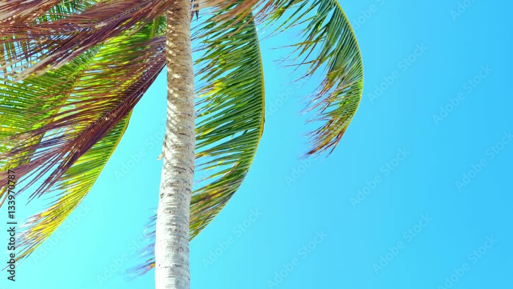 Leaves of palm tree moving by breeze wind against blue sky 4K tropical ...