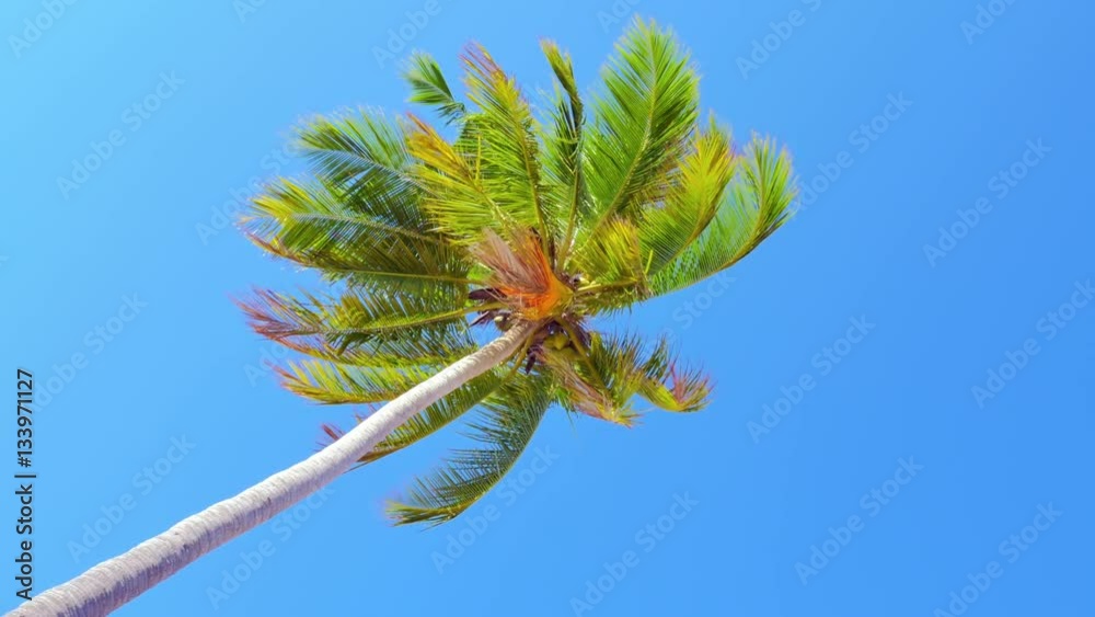 4K HDR video background of tropical coconut tree with green leaves and ...