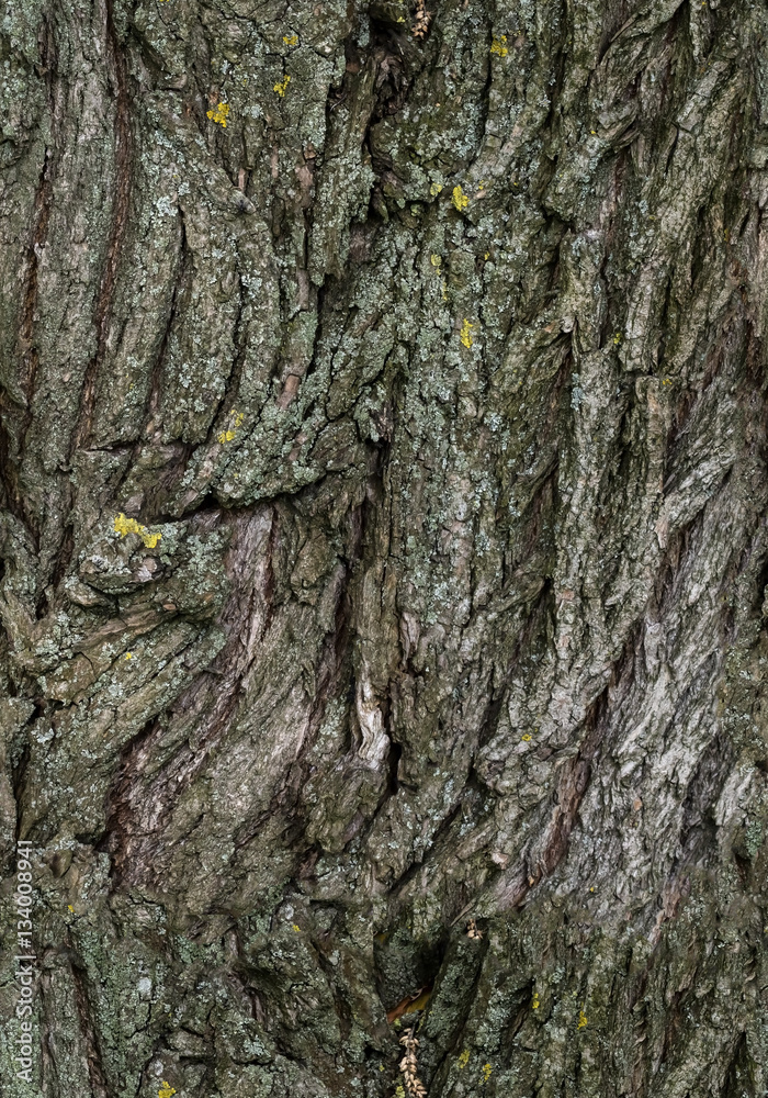 tree bark texture, seamless texture , big resolution, tile Stock Photo ...