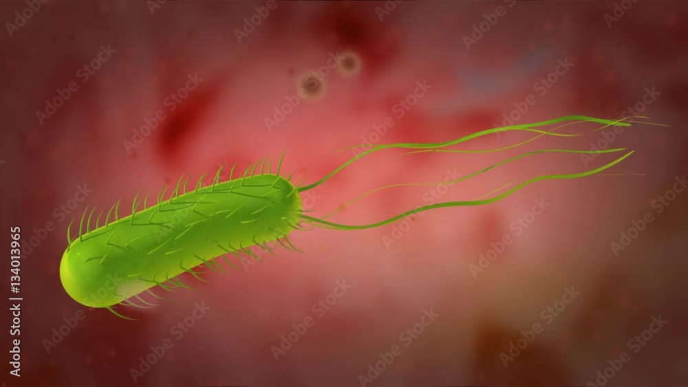 Vidéo Stock 3D animation of the Helicobacter pylori or H. pylori, 4K ...