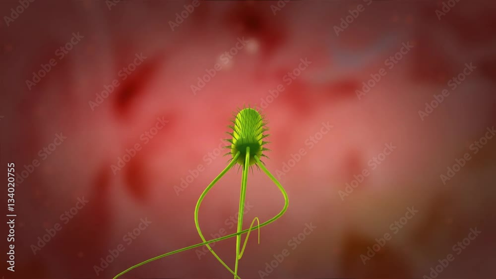 Video Stock 3D animation of the Acid resistance of H. pylori, 4K Ultra ...