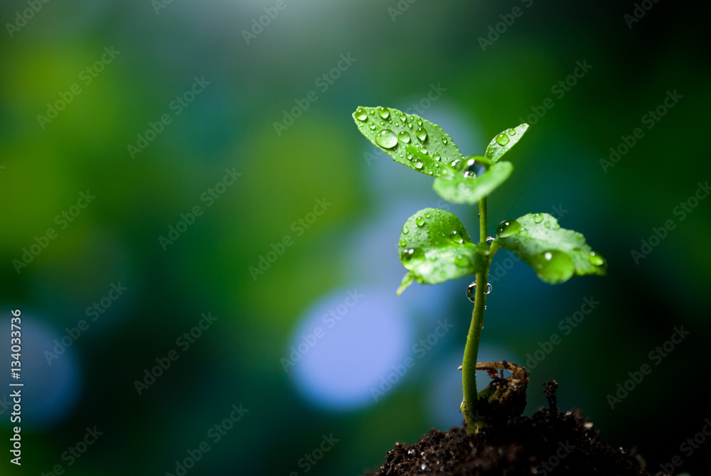 Sprout, a little tree growing from the ground Stock Photo | Adobe Stock