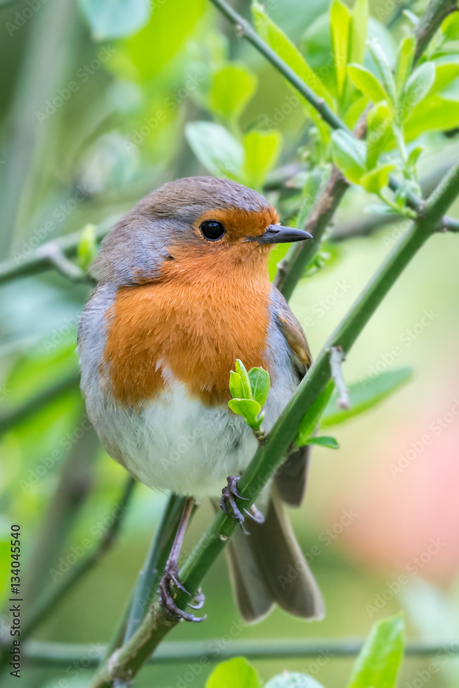 British springtime robin Stock Photo | Adobe Stock