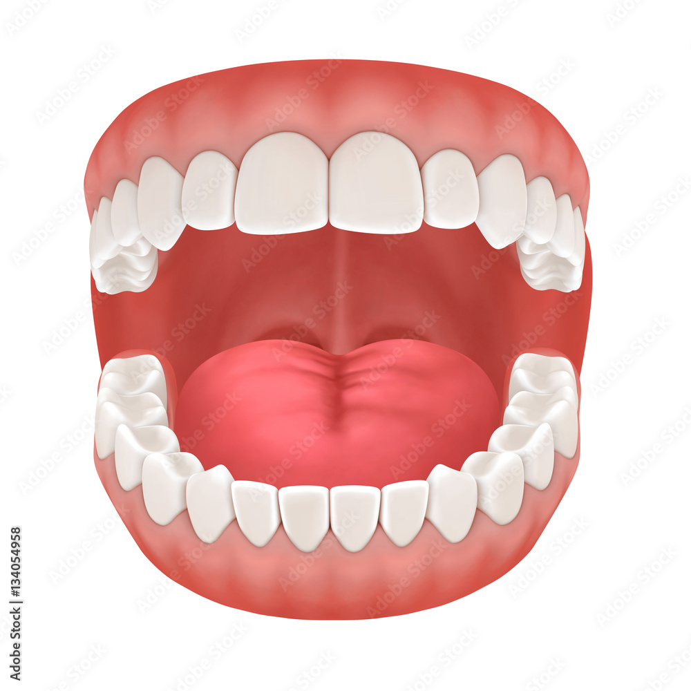 3d rendering of human teeth, open mouth on white background Stock ...