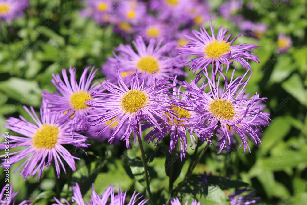 "Aspen Fleabane" flowers (or Showy Fleabane, Daisy Fleabane) in St ...
