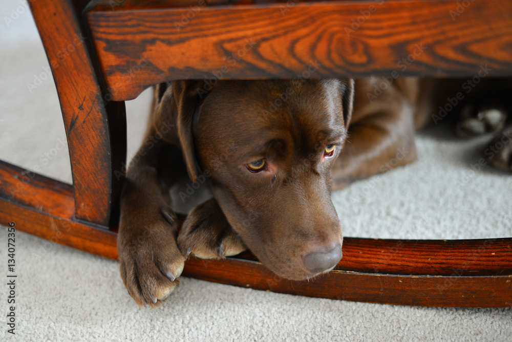 Sad chocolate lab puppy hiding under chair Stock Photo | Adobe Stock