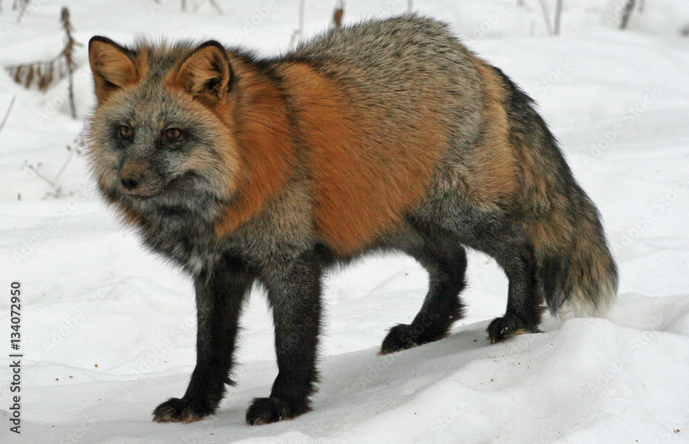 The Unique Cross Fox ภาพถ่ายสต็อก | Adobe Stock
