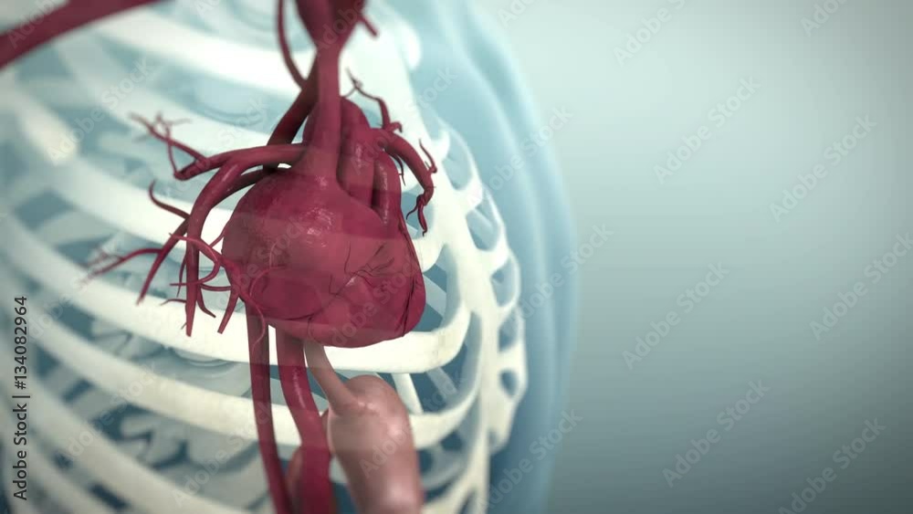 Video Stock 3D animation of the human cardiovascular system, 4K Ultra ...