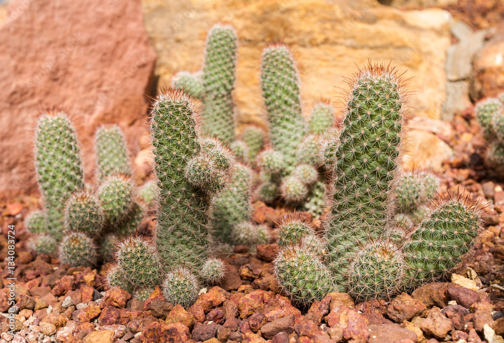 Beautiful cactus with phallic shape in rocky garden Stock Photo | Adobe ...