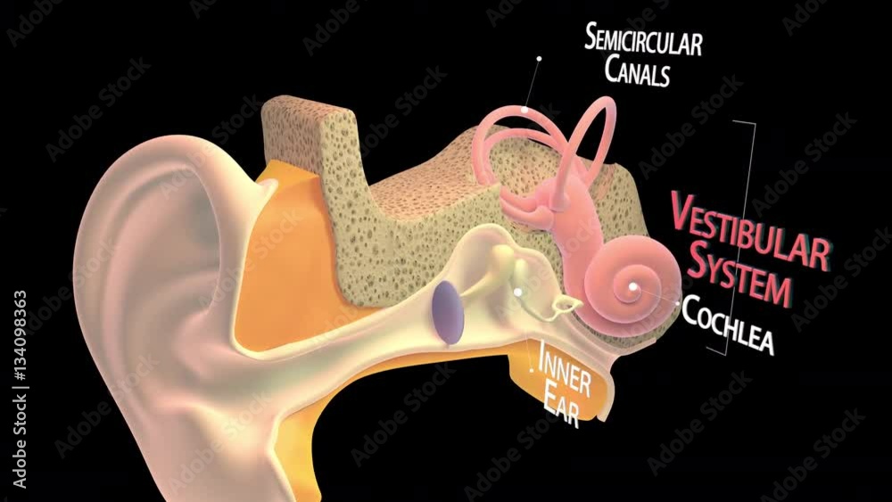 3D. Inner ear or internal ear 4K. Ultra HD. Alpha Channel. Chain of ...