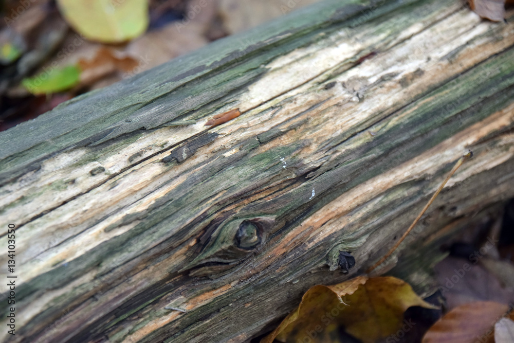 Wet Log Germany 2 Stock Photo | Adobe Stock