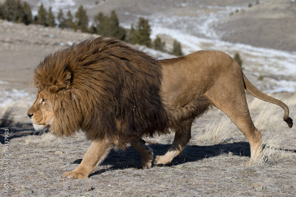 Male Barbary Lion Wallpaper Laminated African Lion Head Shot Male Lion