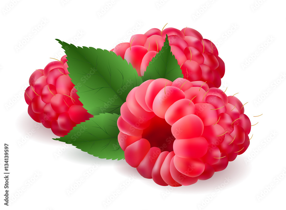 Vector realistic volumetric 3d raspberry with leaves Stock Vector ...