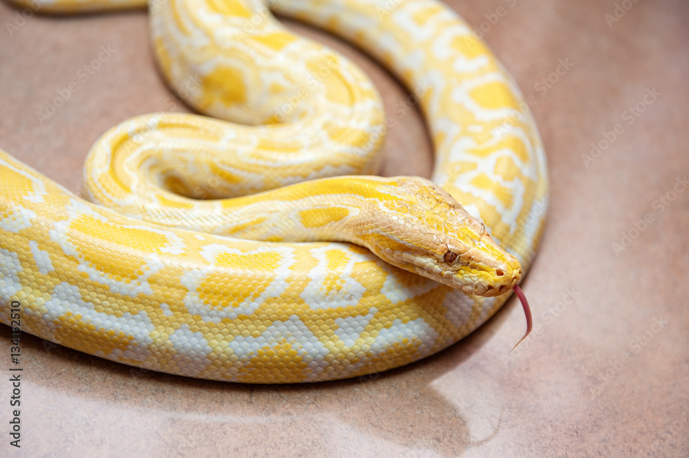 Gold Python,Reticulated python (Python reticulatus) Albino snake with ...