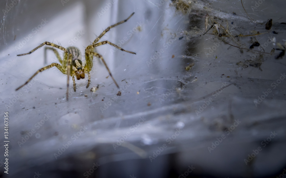 Wolf Spider of the North East on its Web Stock Photo | Adobe Stock