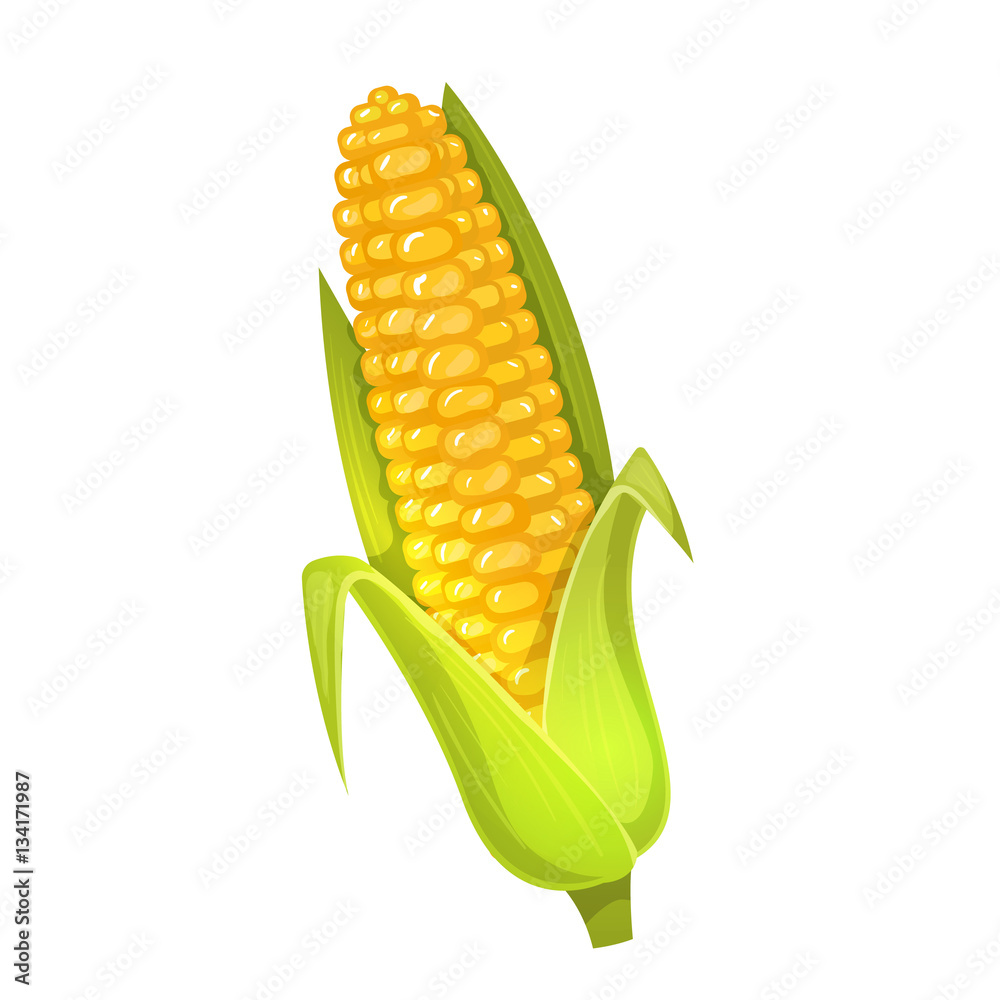 Colorful cartoon illustration of corn on a white background. Vector ...