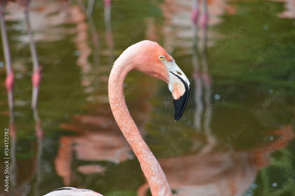 Angry Flamingo leave me alone stare Stock Photo | Adobe Stock