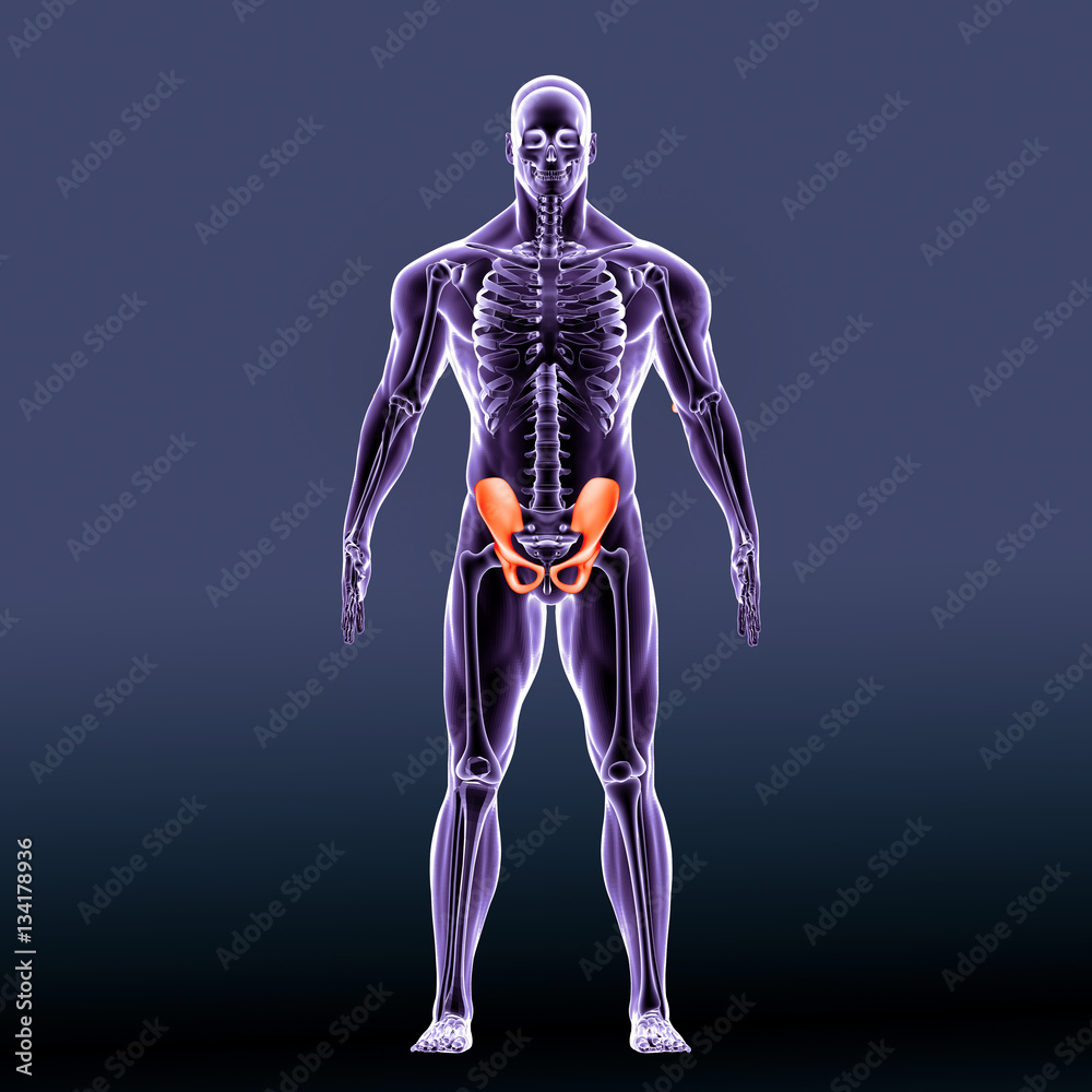 3D illustration and 3d render human skeleton performs six major ...