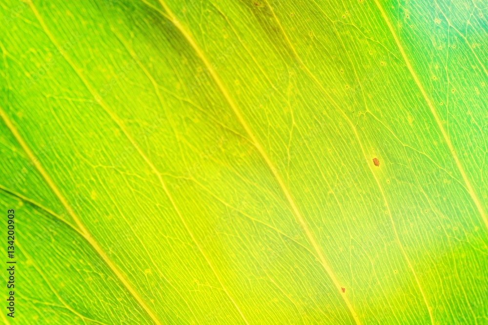 the green leaf backgrounds Stock Photo | Adobe Stock