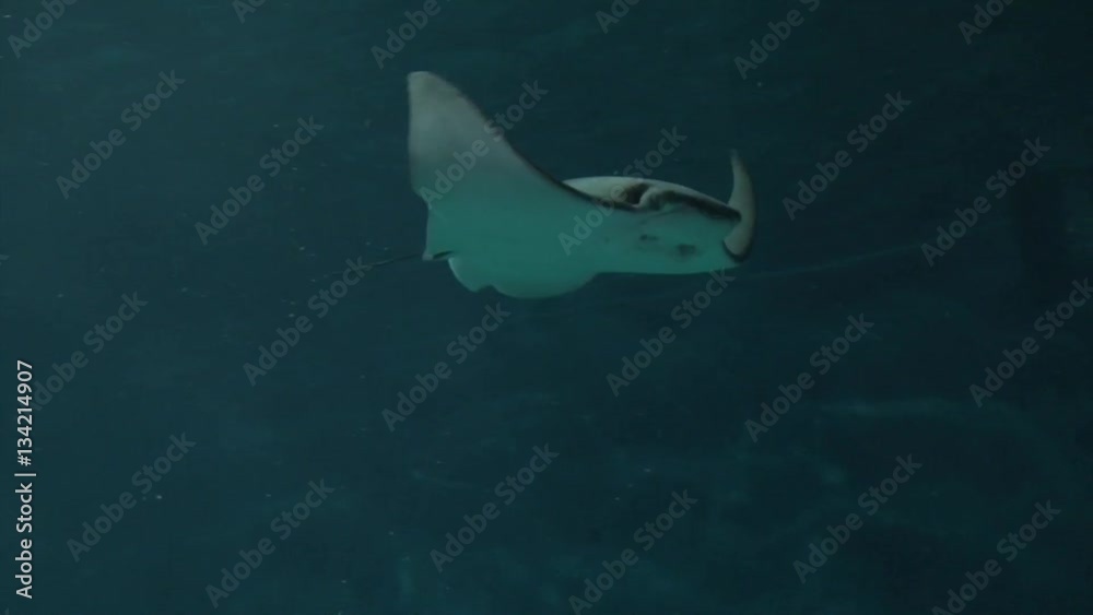 Small Stingrays swimming in large aquarium, zoom in shot Stock Video ...