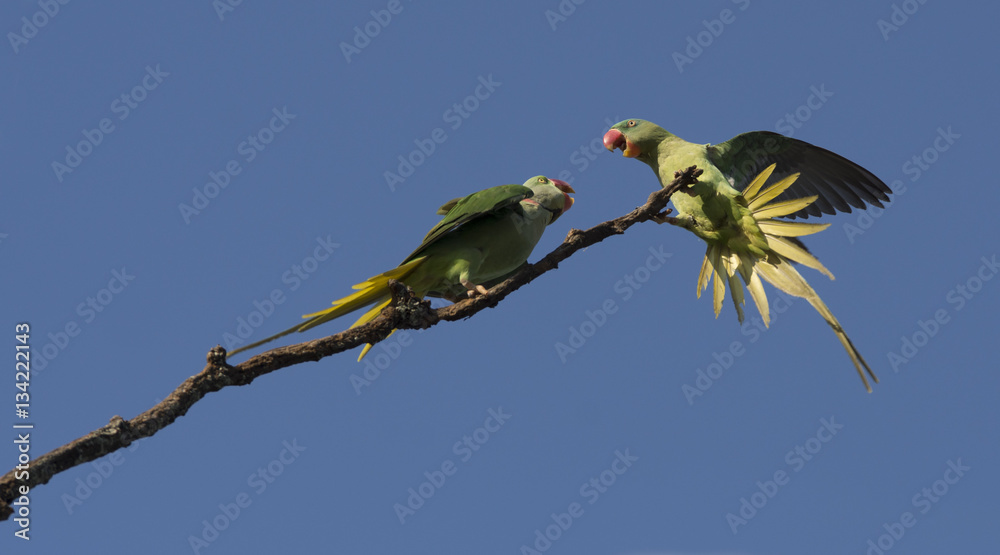 Alexandrine Parrot Blue