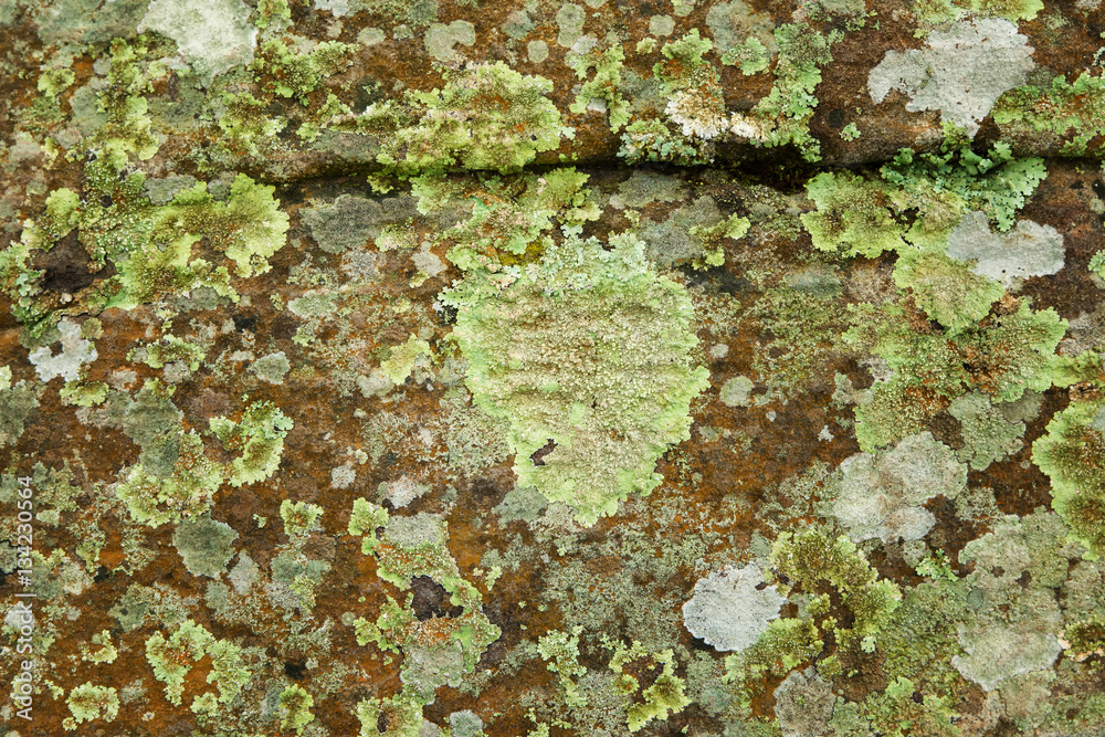 Lichen background and textured, Lichen growing on stone Stock Photo ...