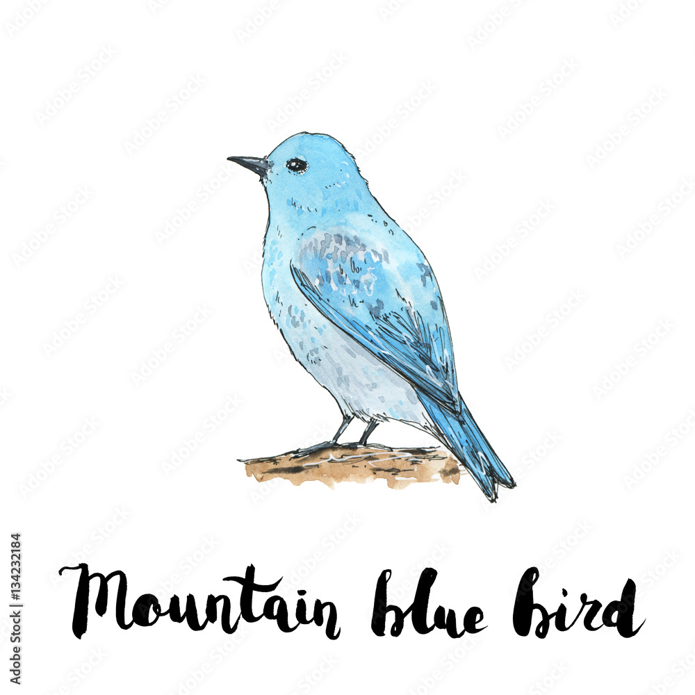 Mountain Bluebird Drawing