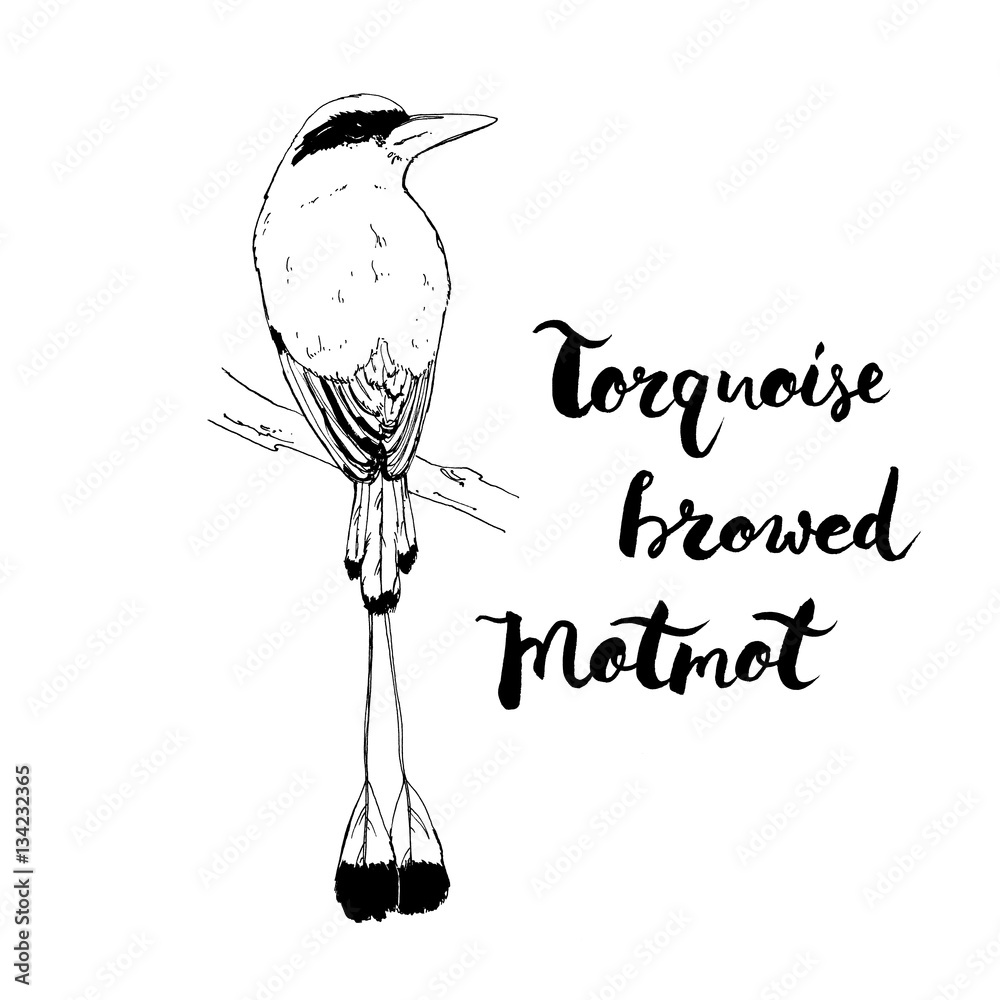 hand drawn watercolor isolated bird Turquoise-browed Motmot with Stock ...