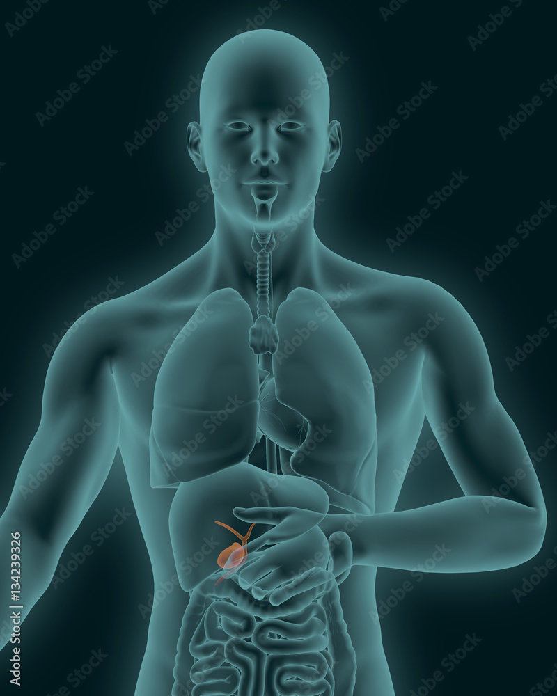 anatomy of human gallbladder with digestive organs 3d illustrati Stock ...