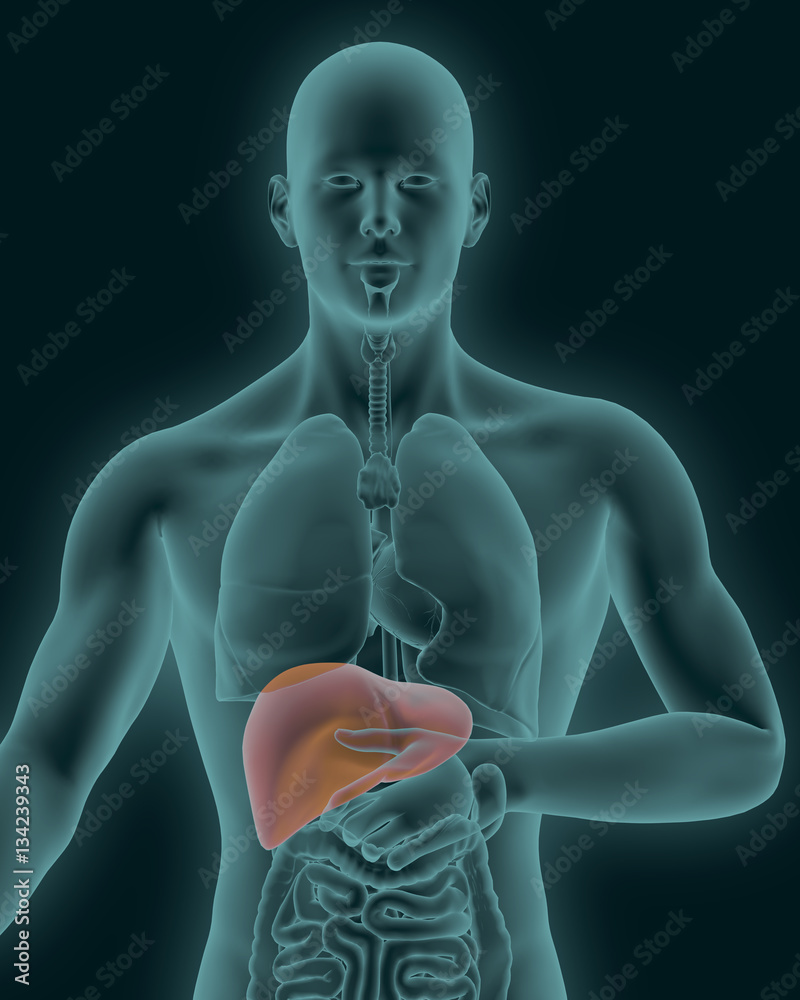 anatomy of human inflamed liver with digestive organs Stock ...