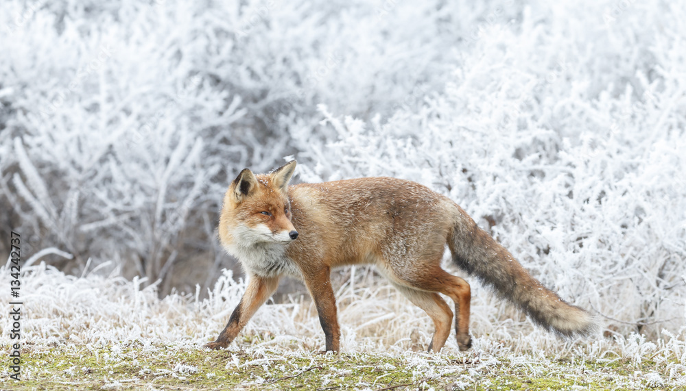 Red fox in a setting in a white landscape Stock Photo | Adobe Stock