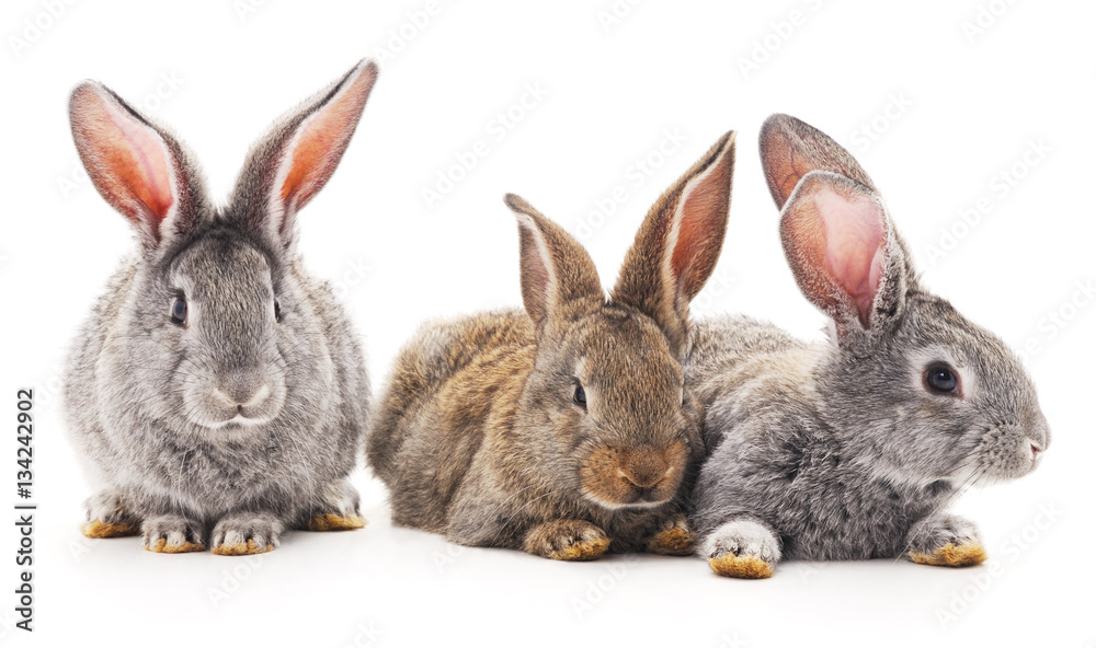 Three rabbits. Stock-Foto | Adobe Stock