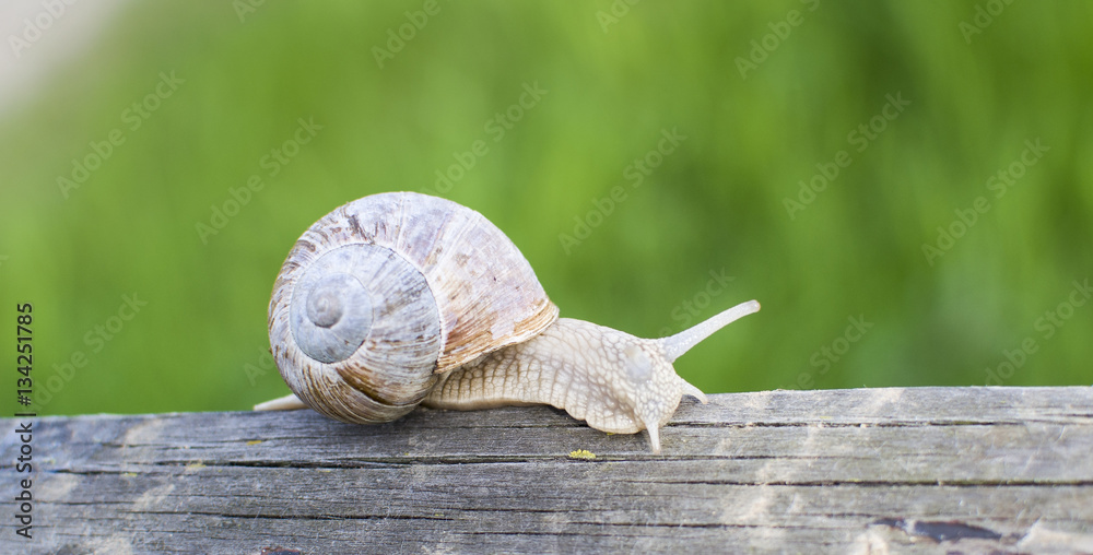 slow life of snail with green background and nature light.Burgundy ...