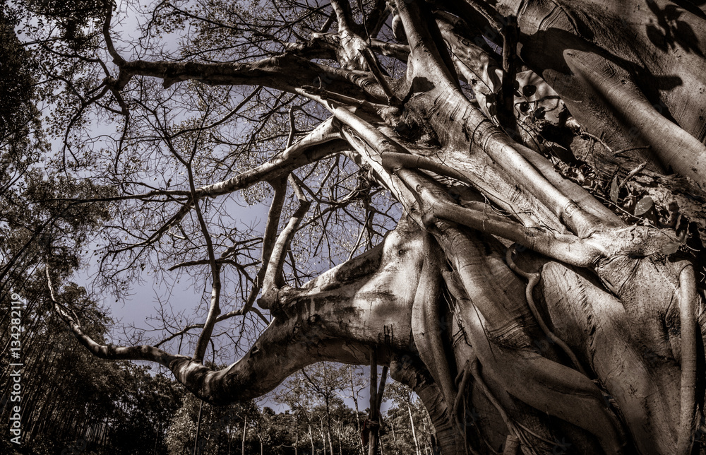 Majestic and wonderful centenary banyan tree with low angle view and ...