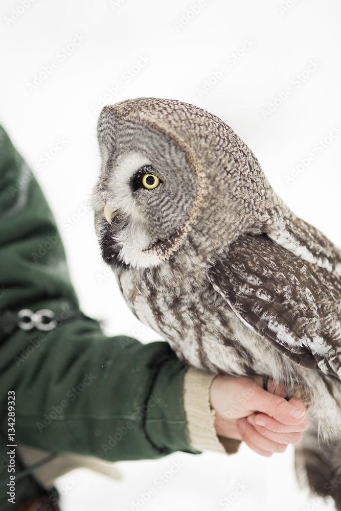 A large owl sitting on the arm. Hand owl. Stock Photo | Adobe Stock