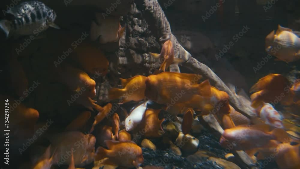 UAE, 2017: Aquarium of the Dubai mall. Fish in the water. Underwater ...