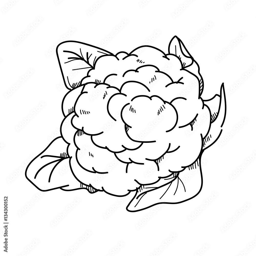 Cauliflower Sketch