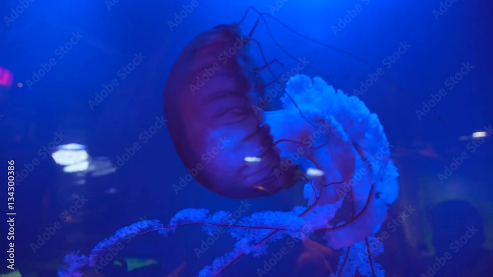 Vídeo do Stock: The rare fish in the aquarium. Undersea world. The ...