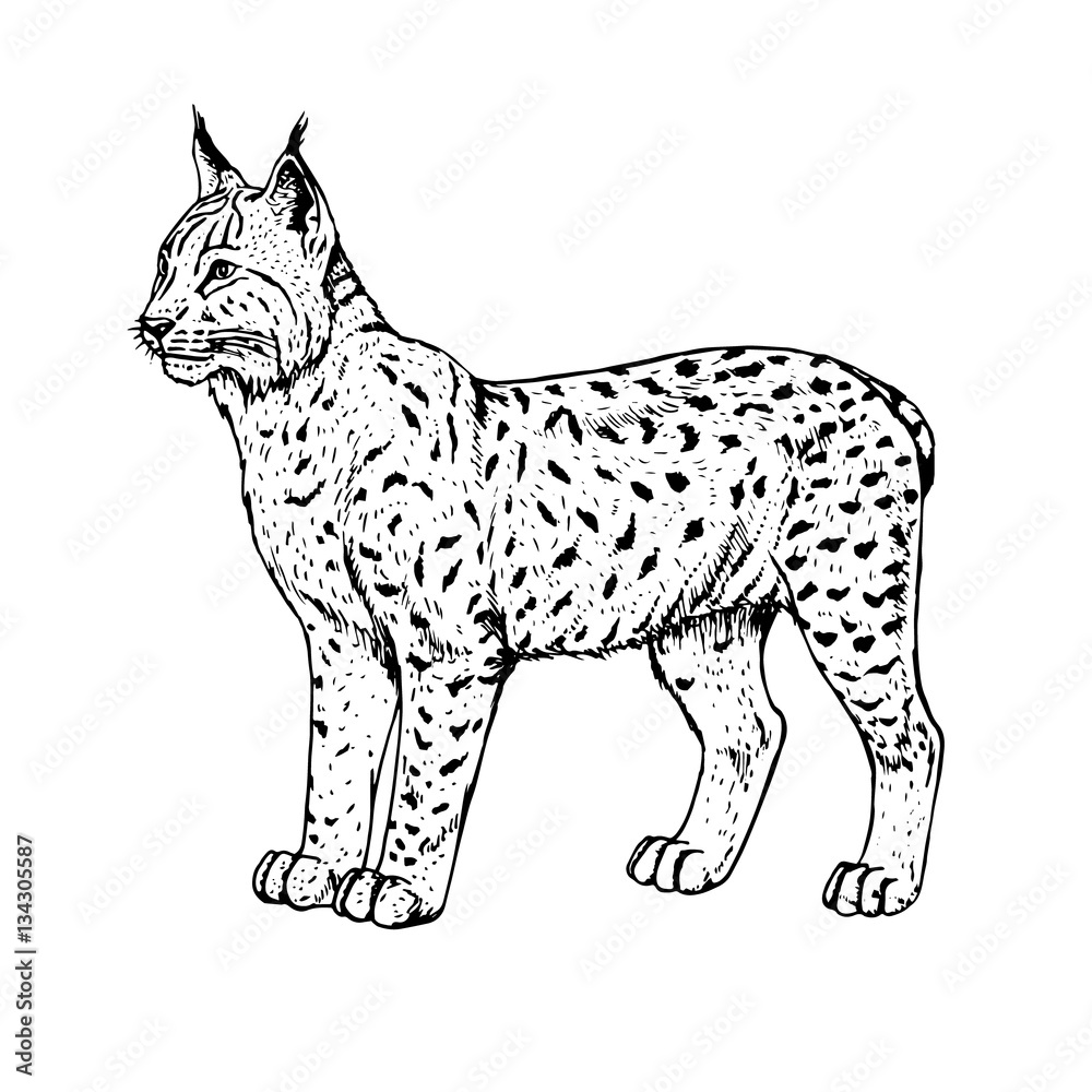 Hand drawn lynx. Vector illustration. Stock Vector | Adobe Stock